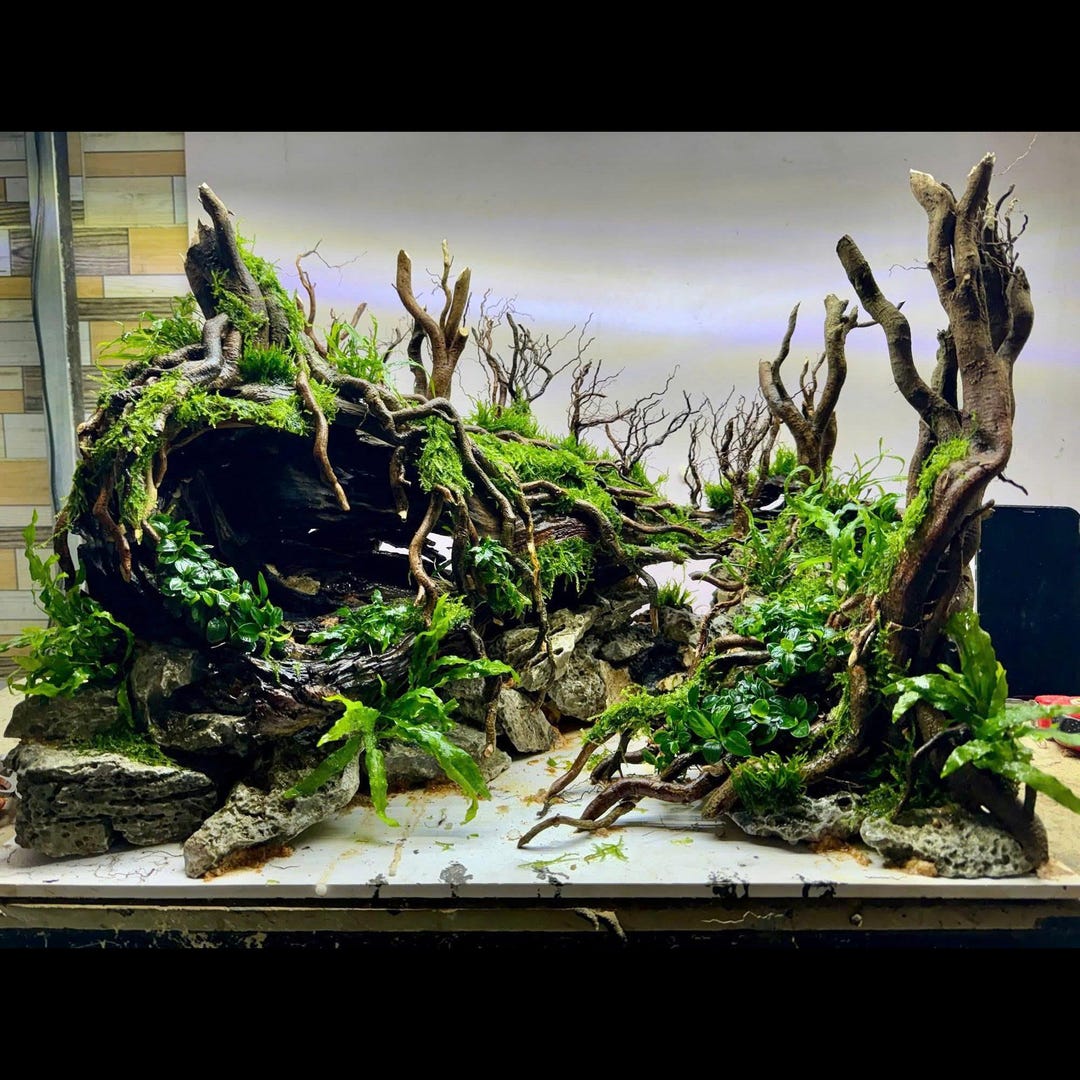 Forest Aquascape Driftwood | Handmade Natural Wood for Aquascaping ...