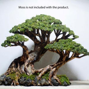 Driftwood Aquarium Bonsai Tree for Fish Tank, Shrimp Aquarium ...