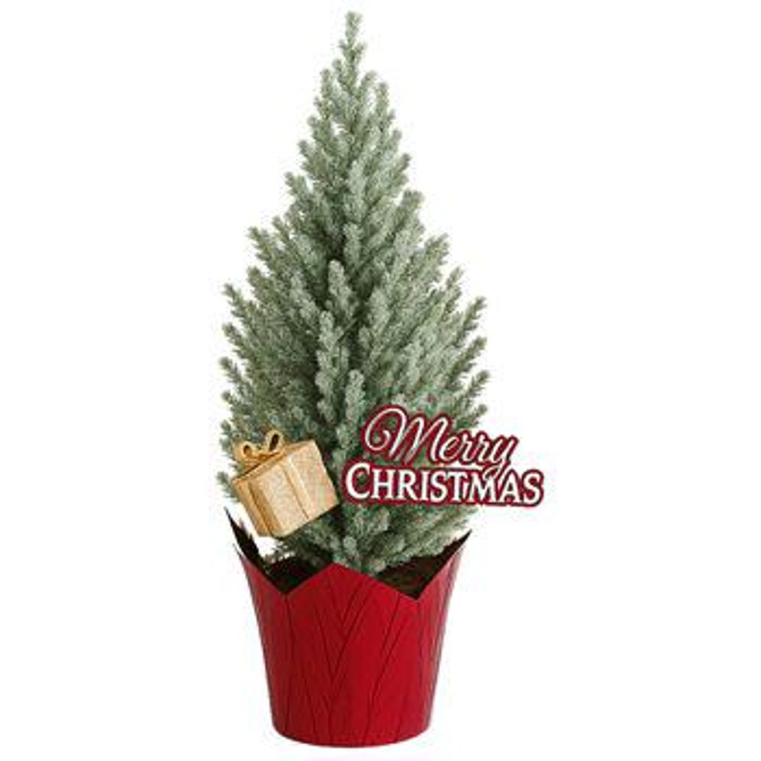 Mini Cypress Christmas Tree-live Tree-free Shipping - Etsy