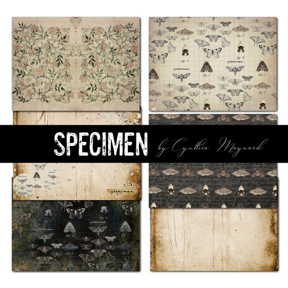 DIGITAL Specimen Paper Collection 6 Designs 8.5 X 11 Inches - Etsy