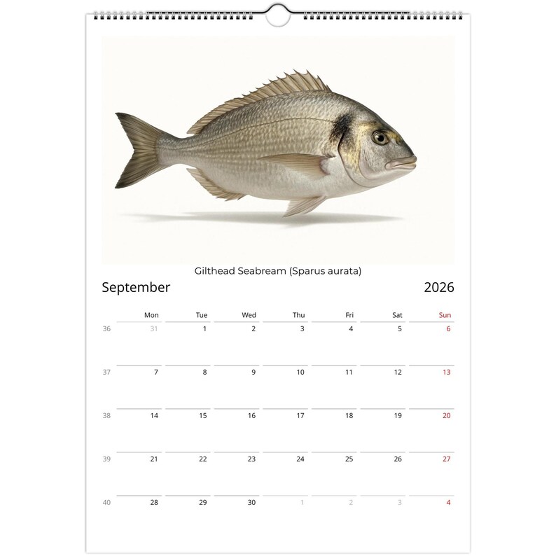 Fish Calendar 2026 – UK Saltwater/game Fish | Wall Calendar A3/A4 ...