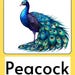 100 Animal Flashcards for Kids – Printable Vocabulary Cards | Preschool ...