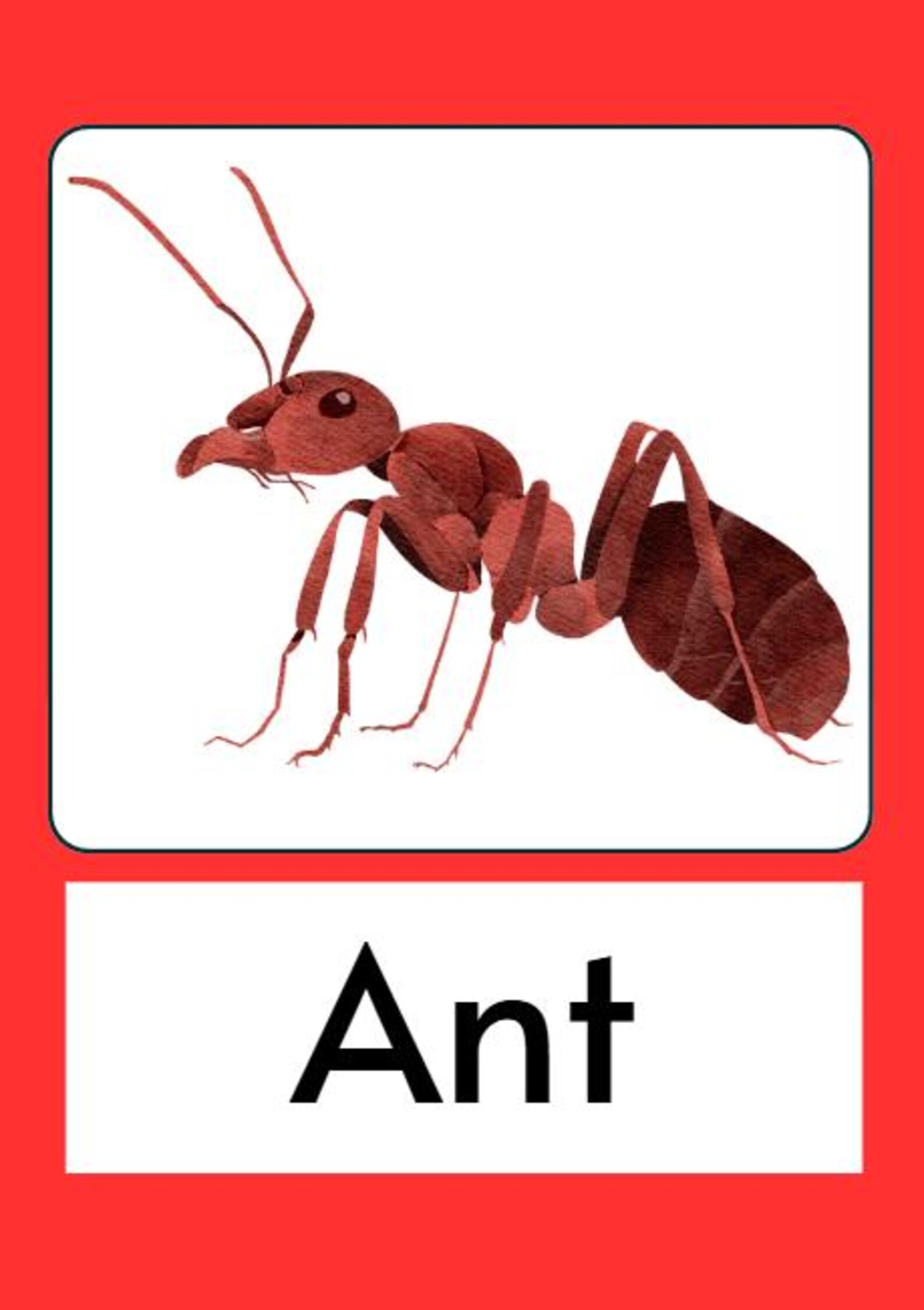 100 Animal Flashcards for Kids – Printable Vocabulary Cards | Preschool ...