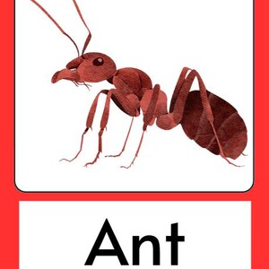 100 Animal Flashcards for Kids – Printable Vocabulary Cards | Preschool ...