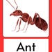 100 Animal Flashcards for Kids – Printable Vocabulary Cards | Preschool ...