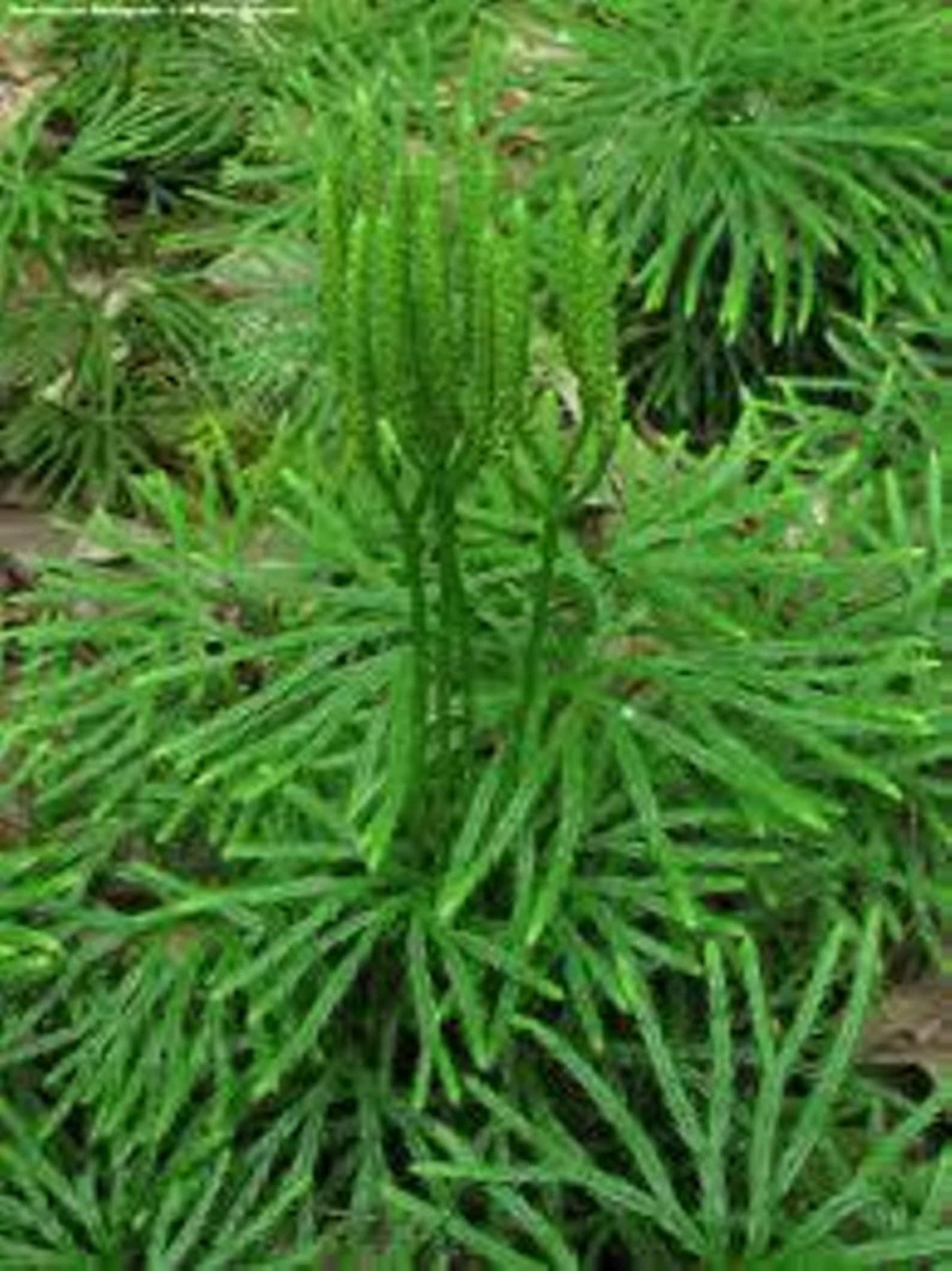 Appalachian Mountain Grown Ground Cedar Evergreen Ground | Etsy