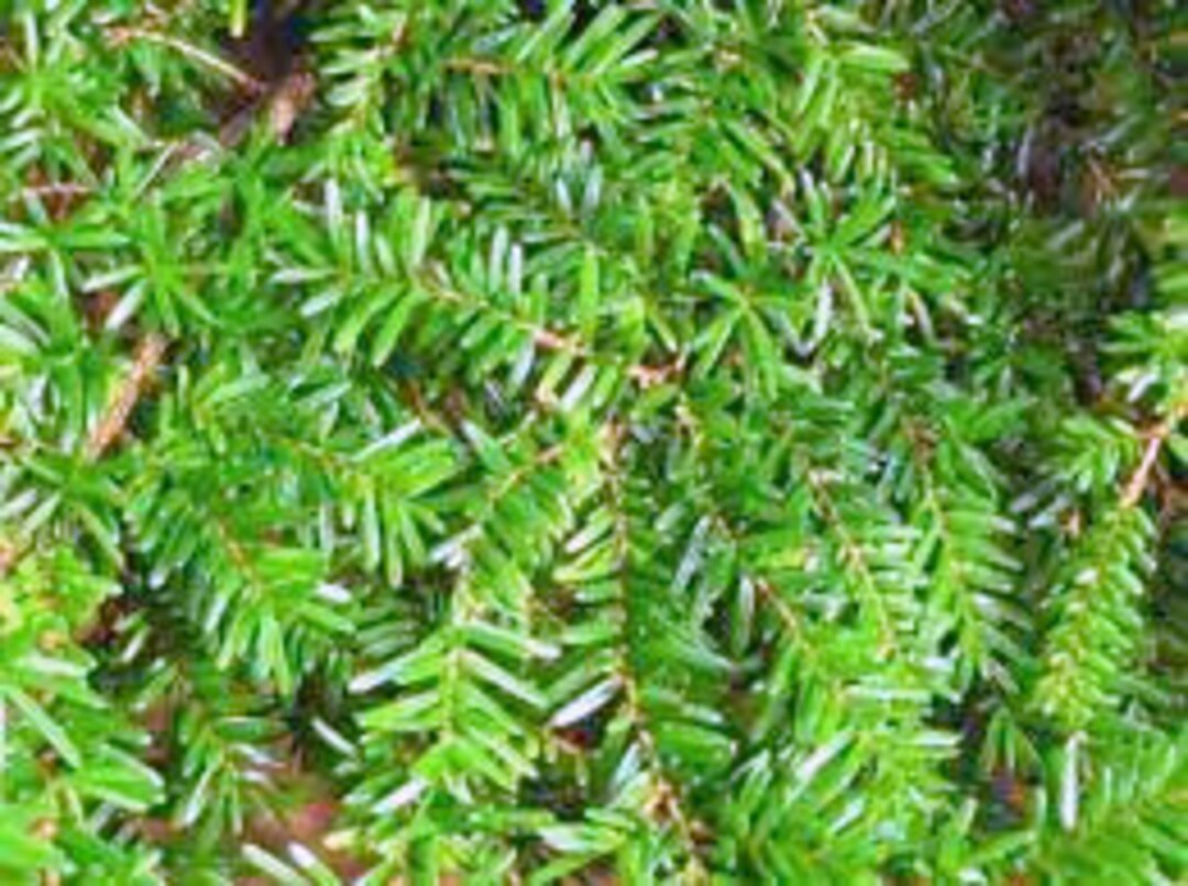 Qty-25 Eastern Hemlock Evergreen Starter Seedlings 6-9 Inches Tall This ...