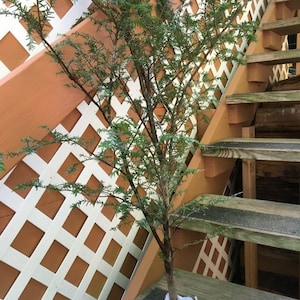 3ft Tall Eastern Hemlock Evergreen Plus Free Bonus 15" Hemlock Seedling ...