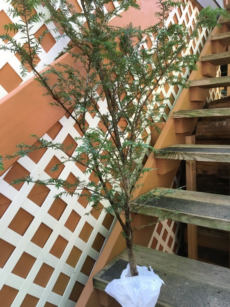 5ft Tall Eastern Hemlock Evergreen Plus Free Bonus 15" Hemlock Seedling ...