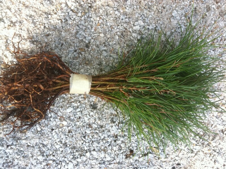 Nursery White Pine Tree Seedlings 6- 8 Inches Tall (30) Boxed Priority ...