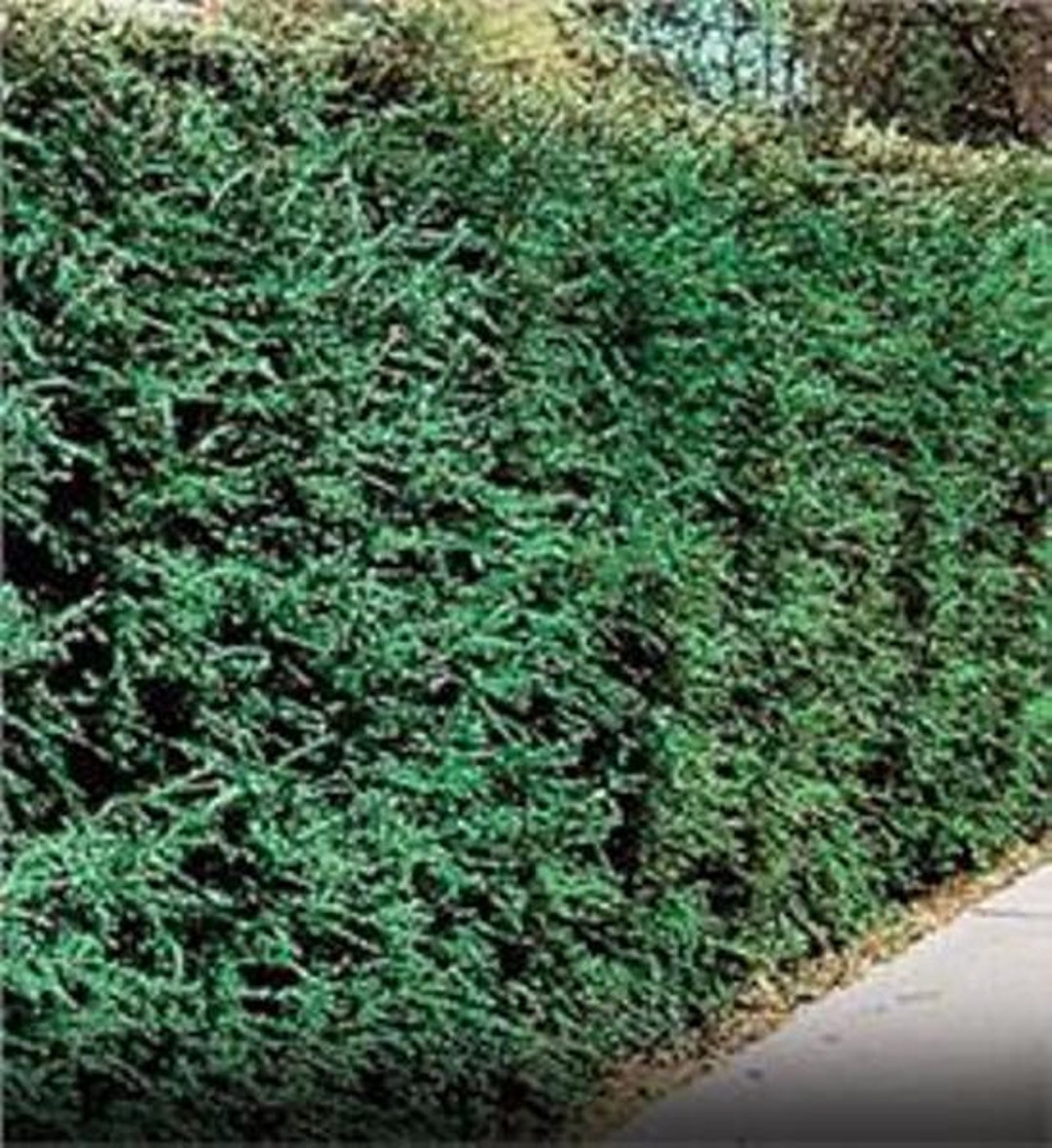 5ft Tall Eastern Hemlock Evergreen Plus Free Bonus 15" Hemlock Seedling ...