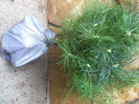 30 White Pine Tree 10-13 Inch Fresh Rooted Starter Seedlings - Etsy