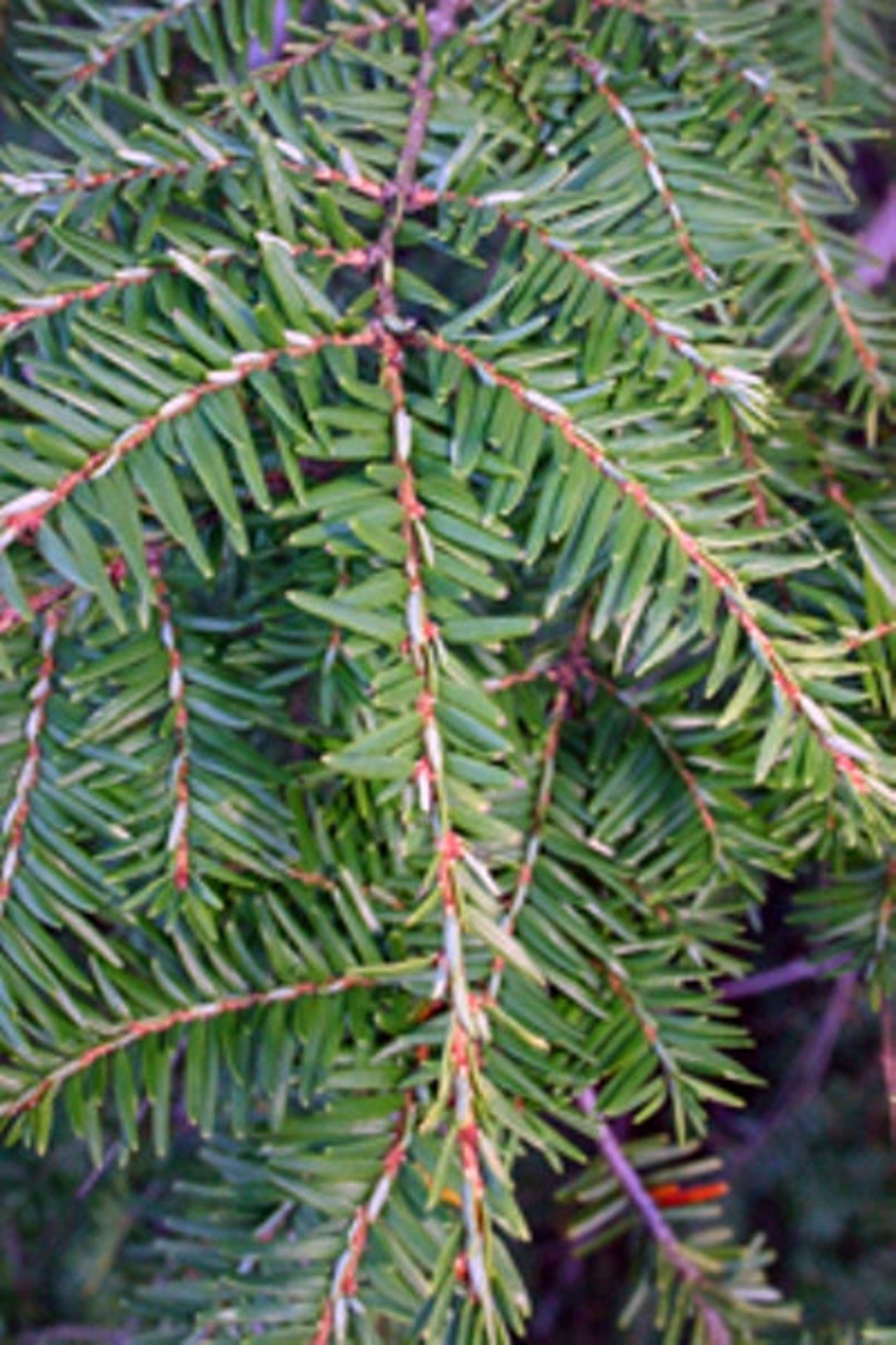 Qty-1 Eastern Hemlock Evergreen Starter Seedlings 25 Inches Tall This ...