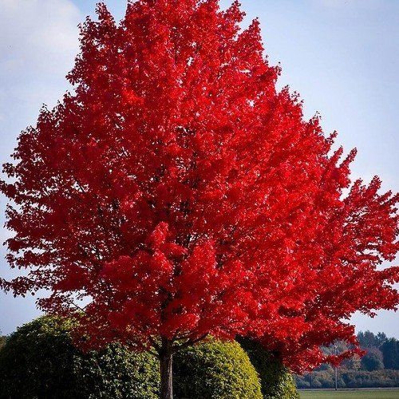 Red Maple (acer Rubrum) Tree Cuttings (no Roots), for Propagation QTY ...