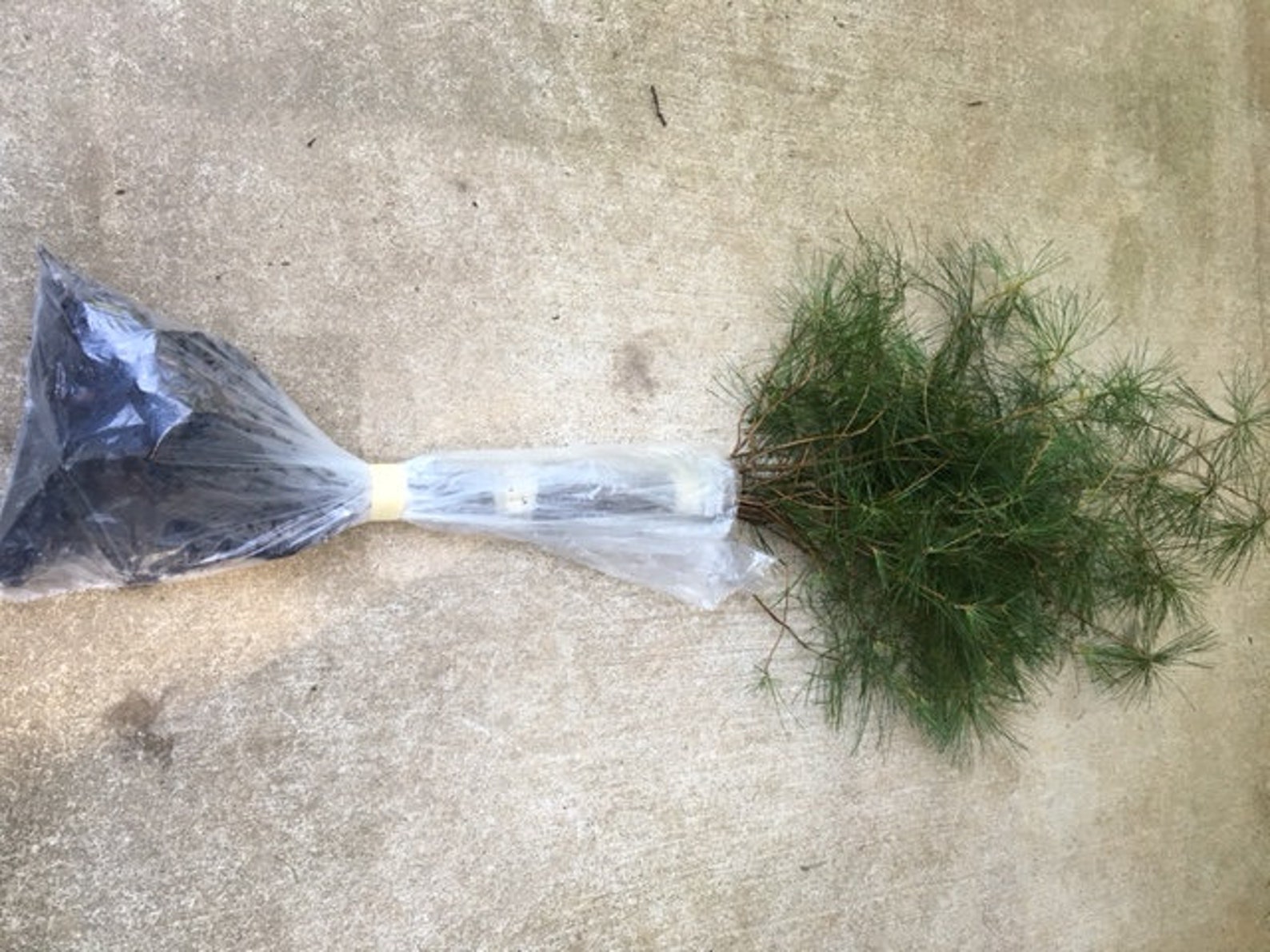 Live Tree 16 20 Inch Nursery White Pine Tree | Etsy