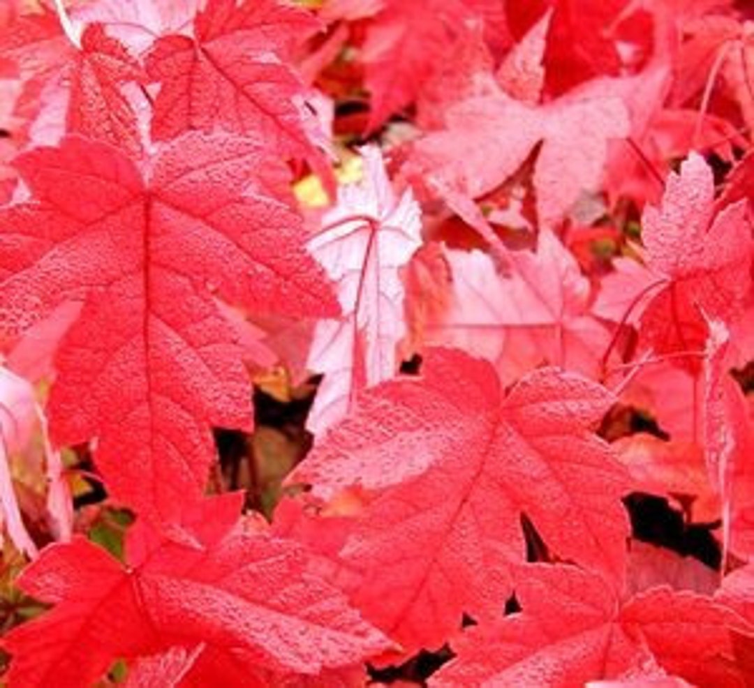 Nursery Red Maple Transplant Seedlings (30) Boxed Priority Mail ...