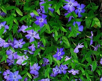 Vinca Pacificaxp Apricot Soft Peach With Dark Red Eye - Etsy