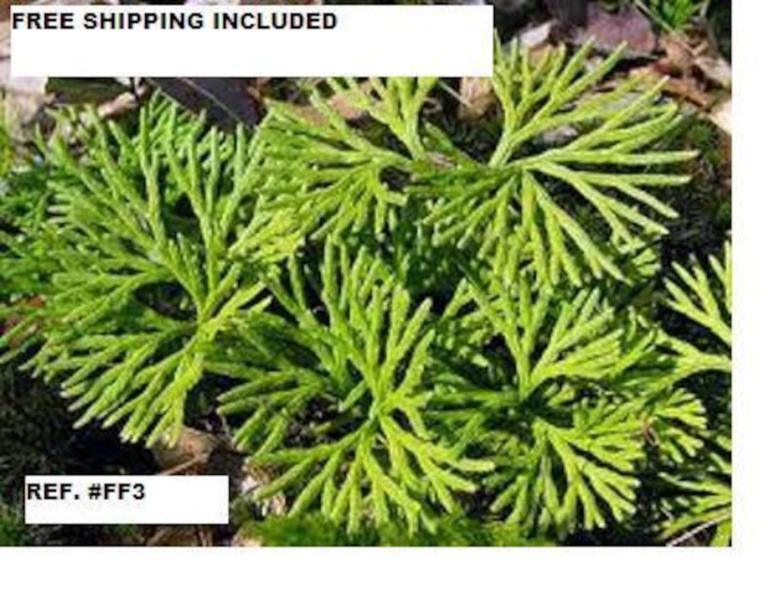 Ground Cedar Evergreen Ground Cover Fern 10 Feet Starter - Etsy