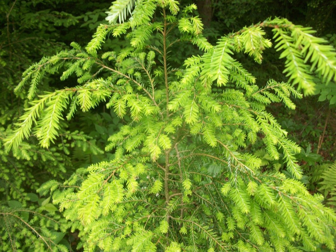 4ft Tall Eastern Hemlock Evergreen Plus Free Bonus 15" Hemlock Seedling ...