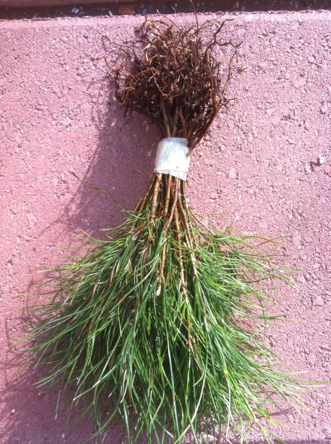 L) 22 Nursery Bulk Seedlings White Pine Tree Starter Seedlings 4 to 6 ...