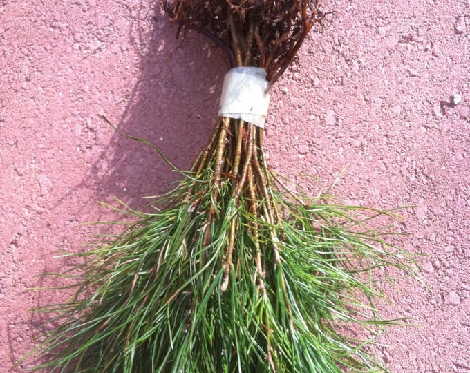 5 6 12 Eastern White Pine Tree Pinus Strobus 5 Live Trees - Etsy