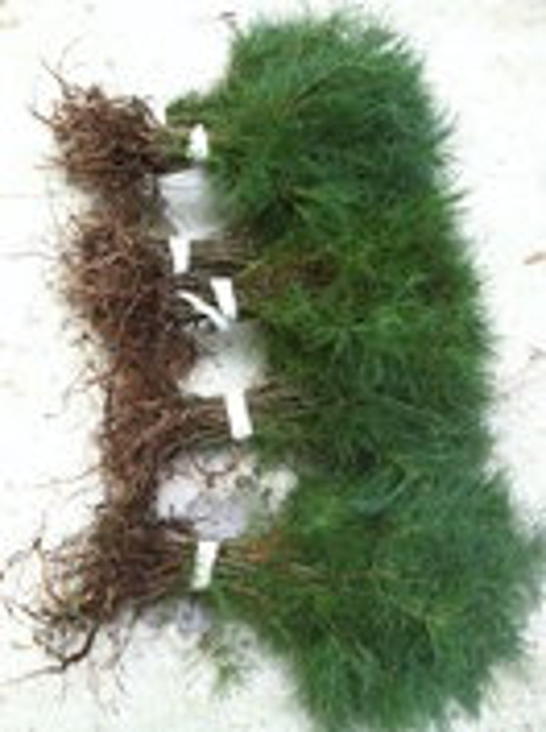 150 Fresh White Pine Tree Seedlings 6 Inches Tall Boxed Priority Mail ...