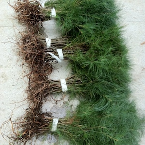 22 Nursery Bulk Seedlings White Pine Tree Starter Seedlings 5 to 7 Inch ...