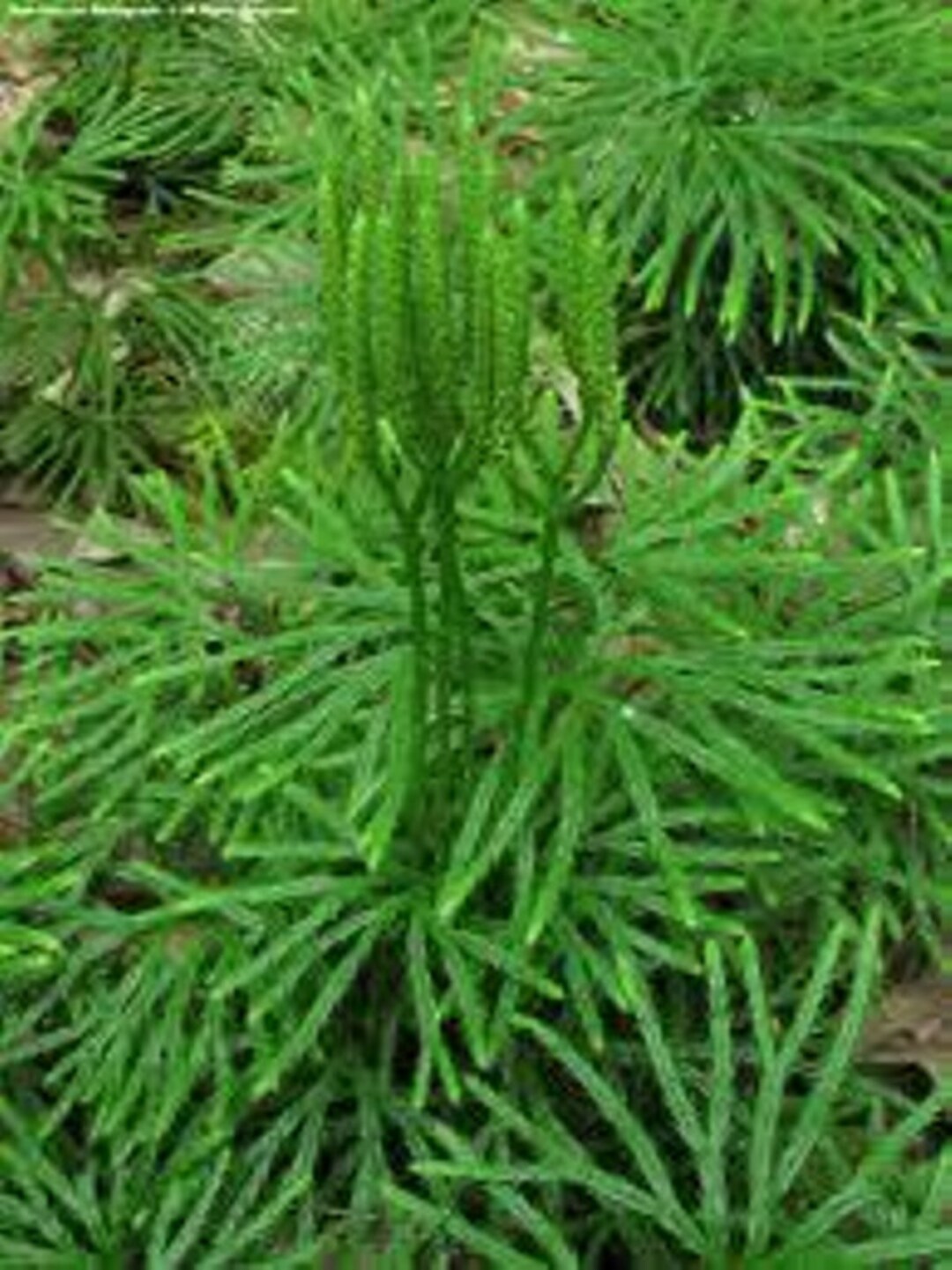 Fan Clubmoss Ground Cedar Evergreen Ground Cover Fern 10 Feet Starter ...
