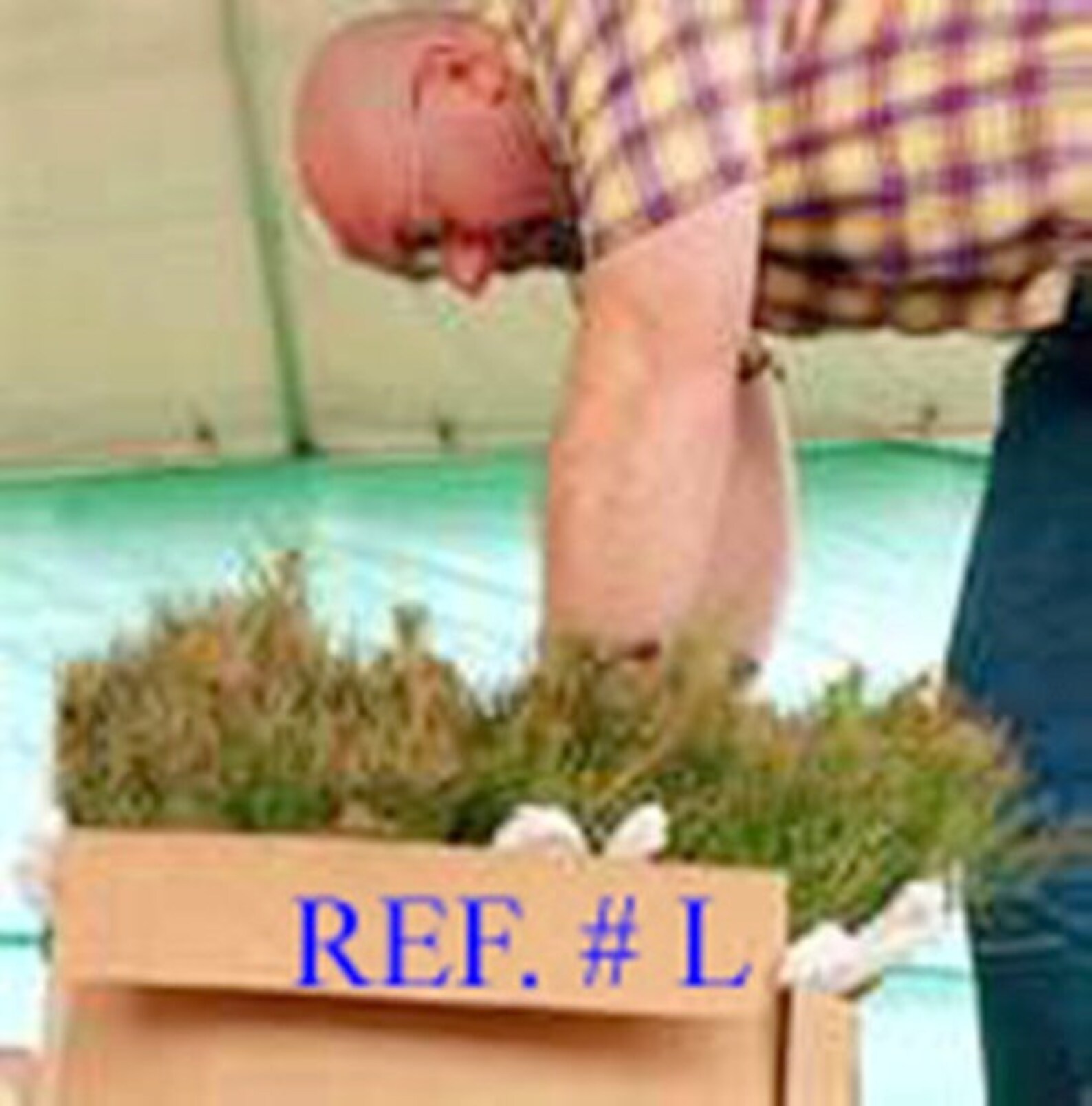 30 White Pine Tree 10-13 Inch Fresh Rooted Starter Seedlings Free Boxed ...