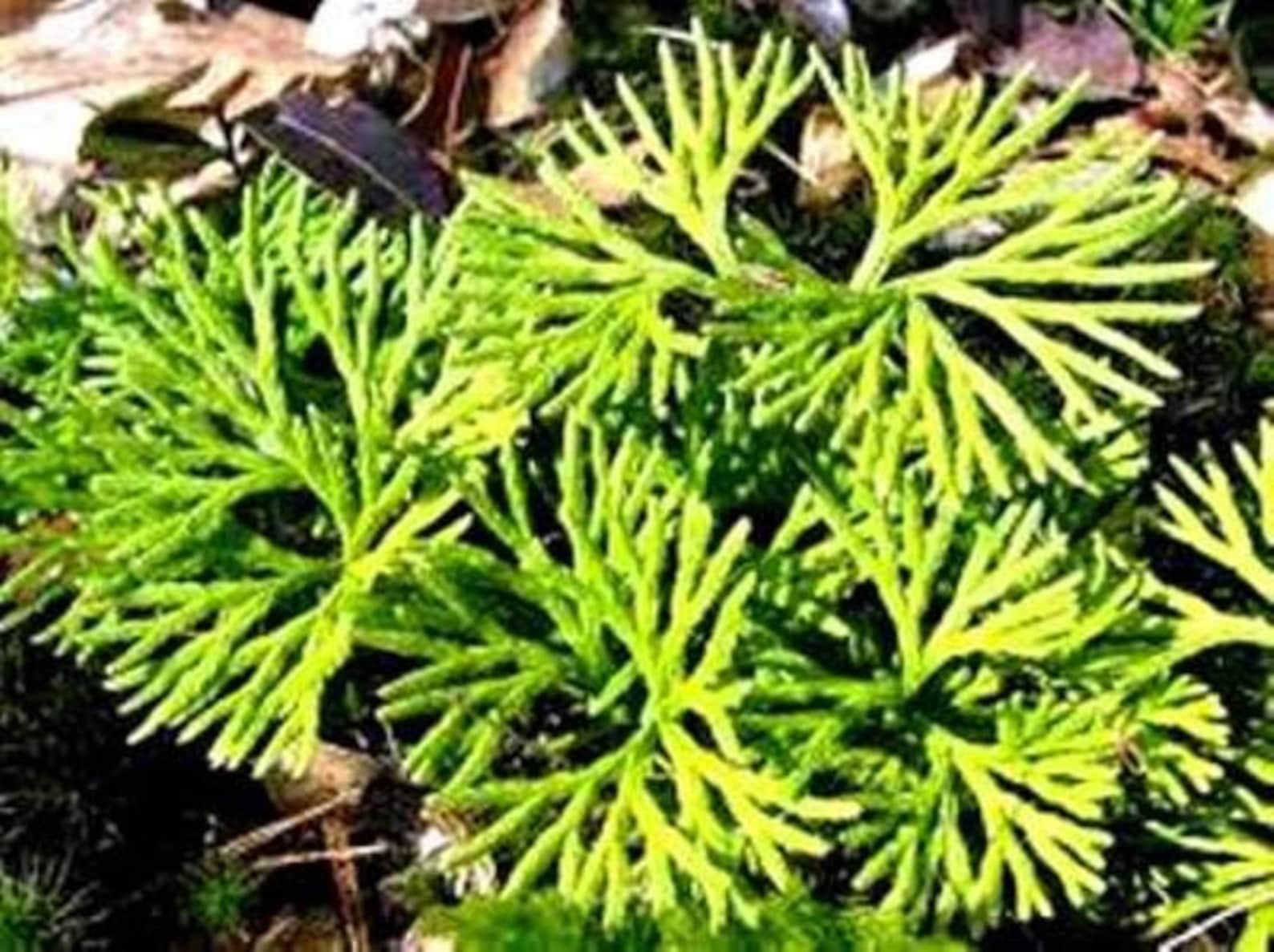 Appalachian Mountain Grown Ground Cedar Evergreen Ground | Etsy