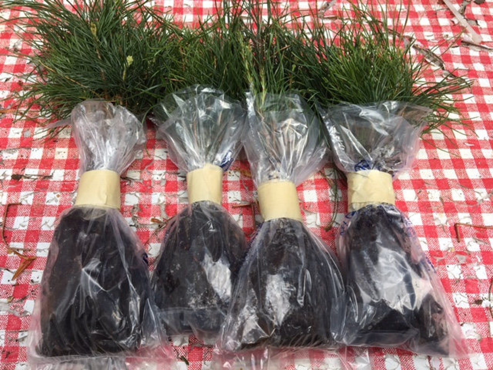 200 Bulk Nursery White Pine Tree Starter Seedlings Free Shipping This ...