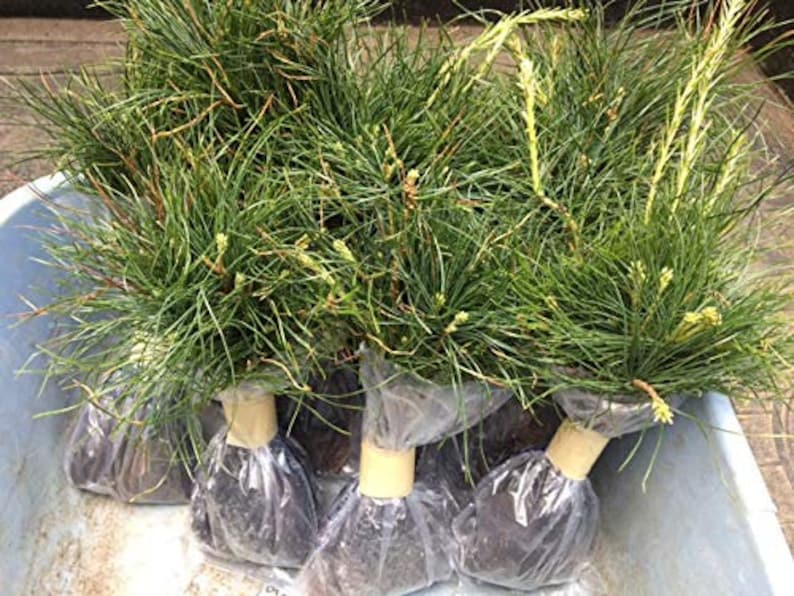 Wedding Favors 45 Evergreen Pine Starter Seedlings Bundle | Etsy