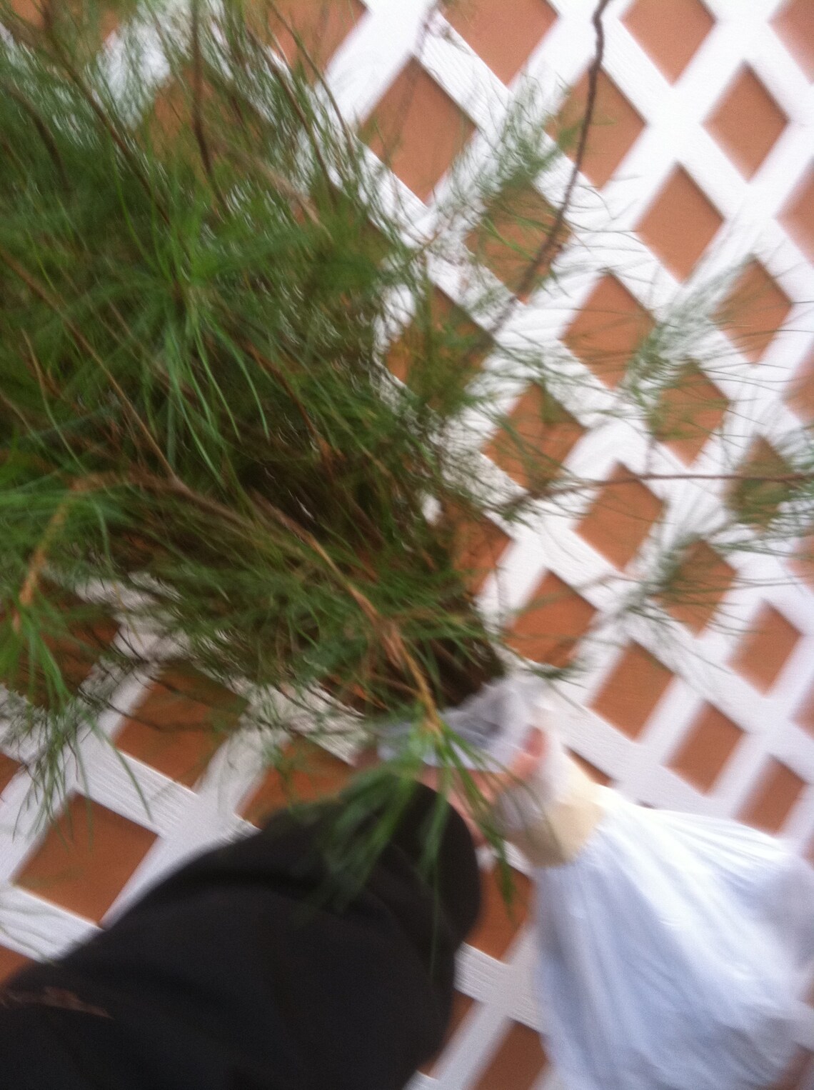 Live Tree 16 20 Inch Nursery White Pine Tree | Etsy