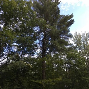 White Pine Starter Tree Bundle - 3 Foot - 8 Trees - Great for Growing Windbreaks or Privacy ...