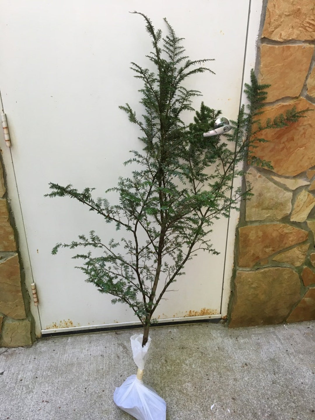 3ft Tall Eastern Hemlock Evergreen Plus Free Bonus 15" Hemlock Seedling ...