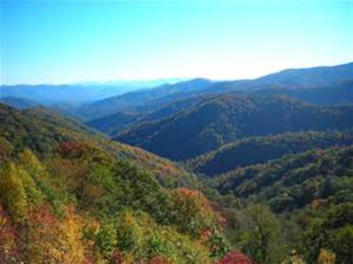 Cherokee Appalachian Mountain Grown 70 White Pine Transplant Seedlings ...