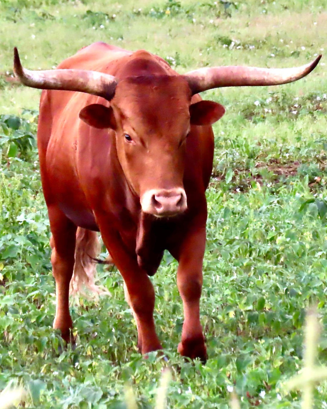Cow Photography - Wild West Photography- Cattle Photography - Wildlife ...