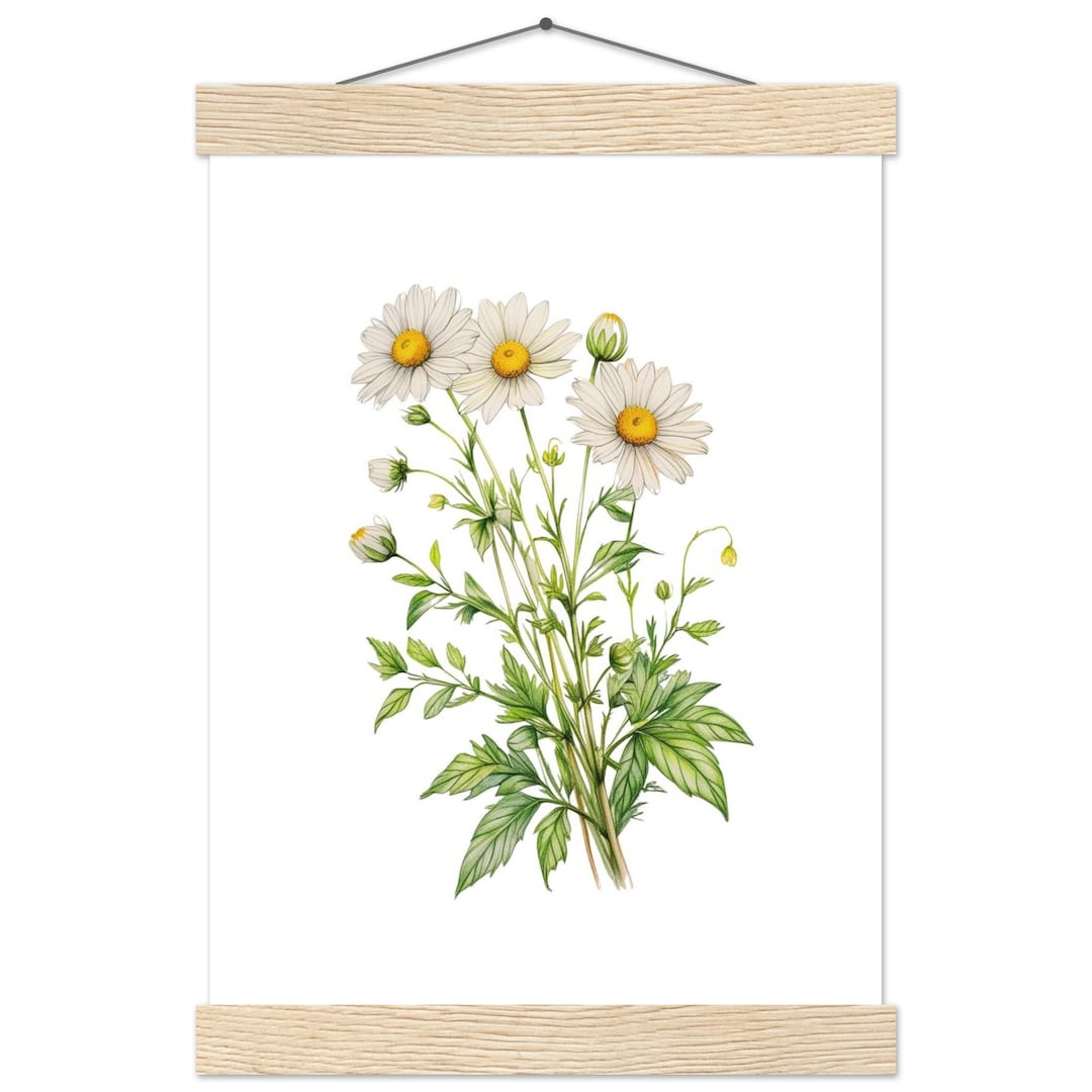 Floral Illustration, Chamomile, Print, Poster With Magnetic Poster ...