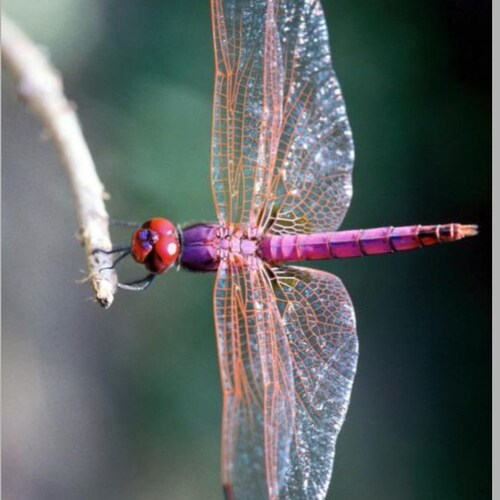 PinkDragonflyknits - Etsy
