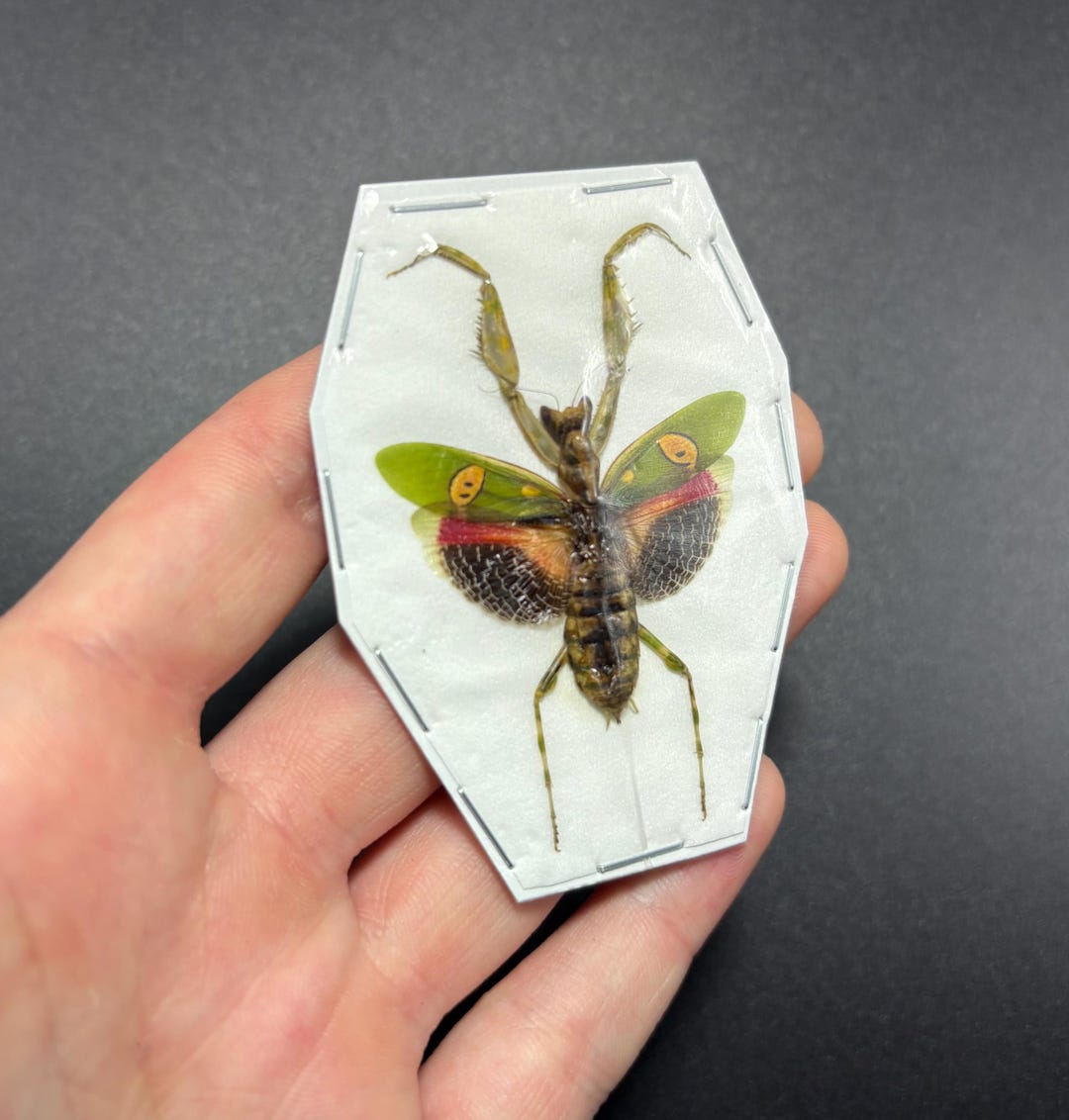 Jeweled Flower Praying Mantis, Creobroter Gemmatus, Female, Mounted ...