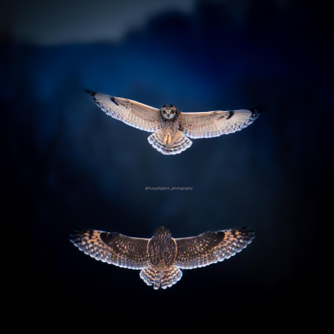 Twin Short Eared Owls in Flight - Wildlife Wall Aer, Bird Photography ...