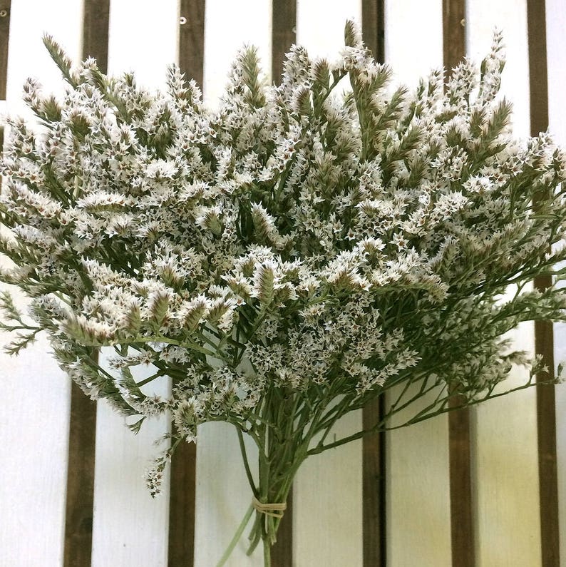 DRIED Flowers German Statice Dried FLOWER Bunch Rustic Prim | Etsy