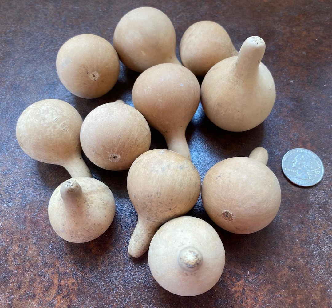 12 Miniature Ornament Spinner GOURDS Natural Dried Small Tiny Cleaned ...
