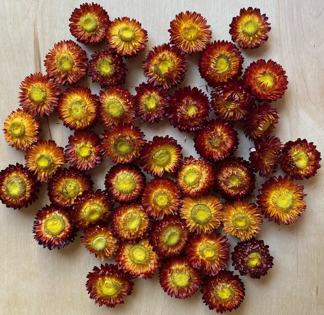 Fully Open DRIED Flower Bunch Dried Strawflower Heads 40 Orange Fall ...