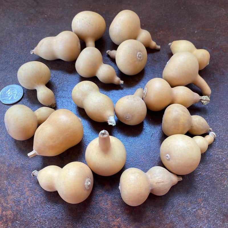 Dried Gourds - Etsy