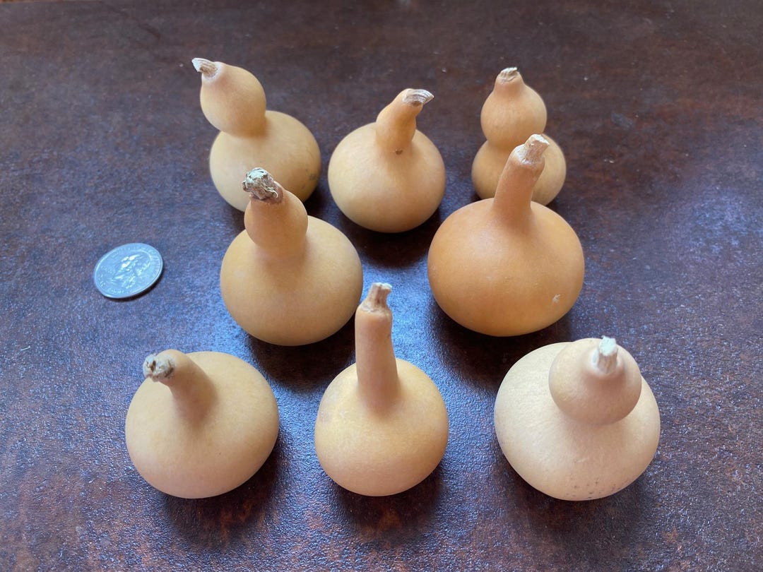 8 Miniature Ornament GOURDS Natural Dried Small Tiny Cleaned Rustic ...