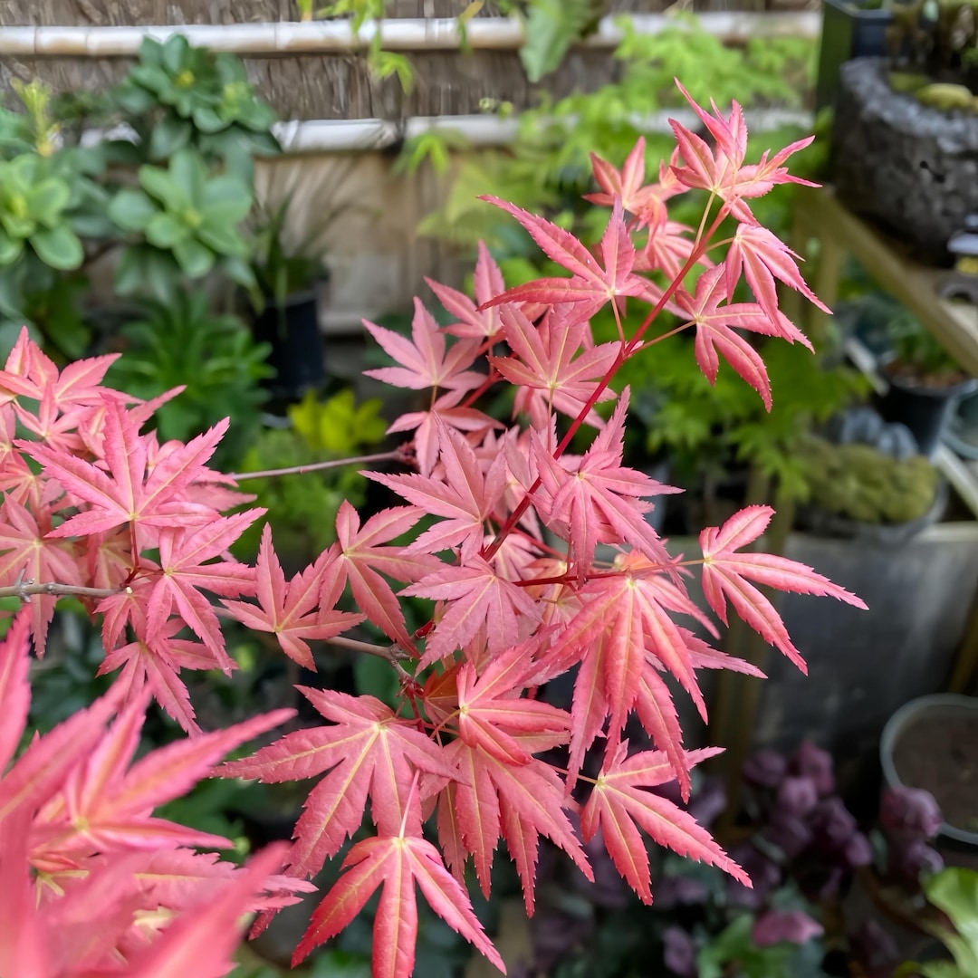 Beni Chidori Japanese Maple Tree: Coral Spring Leaves, Red Fall Color ...