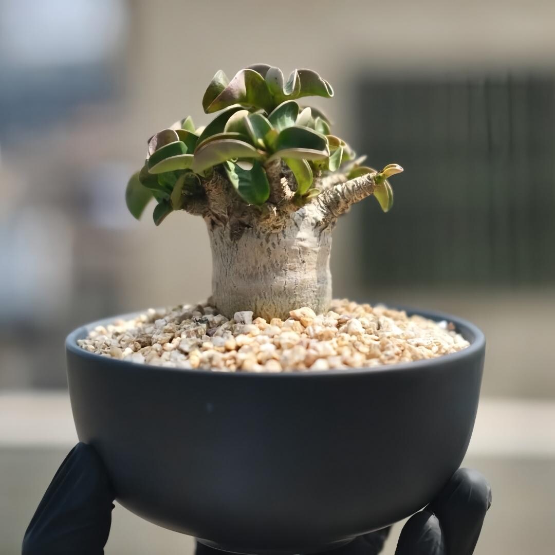 Desert Rose Plant: Adenium Obesum Caudex - Easy Care Home Decor,live ...