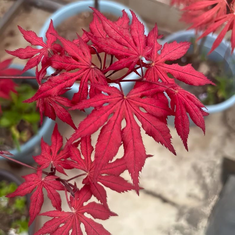 Purple Ghost Japanese Maple Tree – Stunning Red-purple Foliage for ...