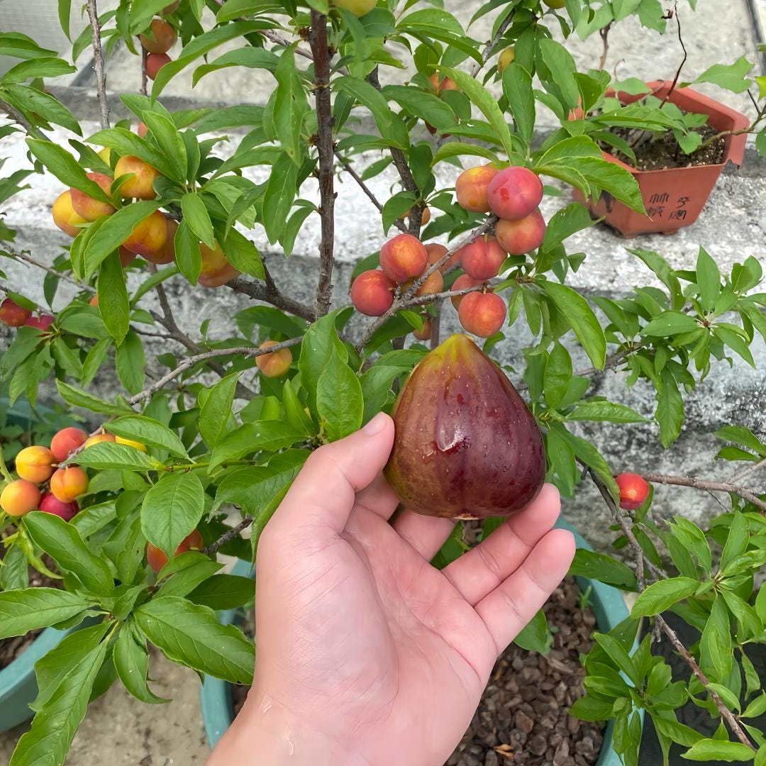 Masui Dauphine Fig Tree: Purple Figs, Red Flesh - Fast Fruiting,live ...